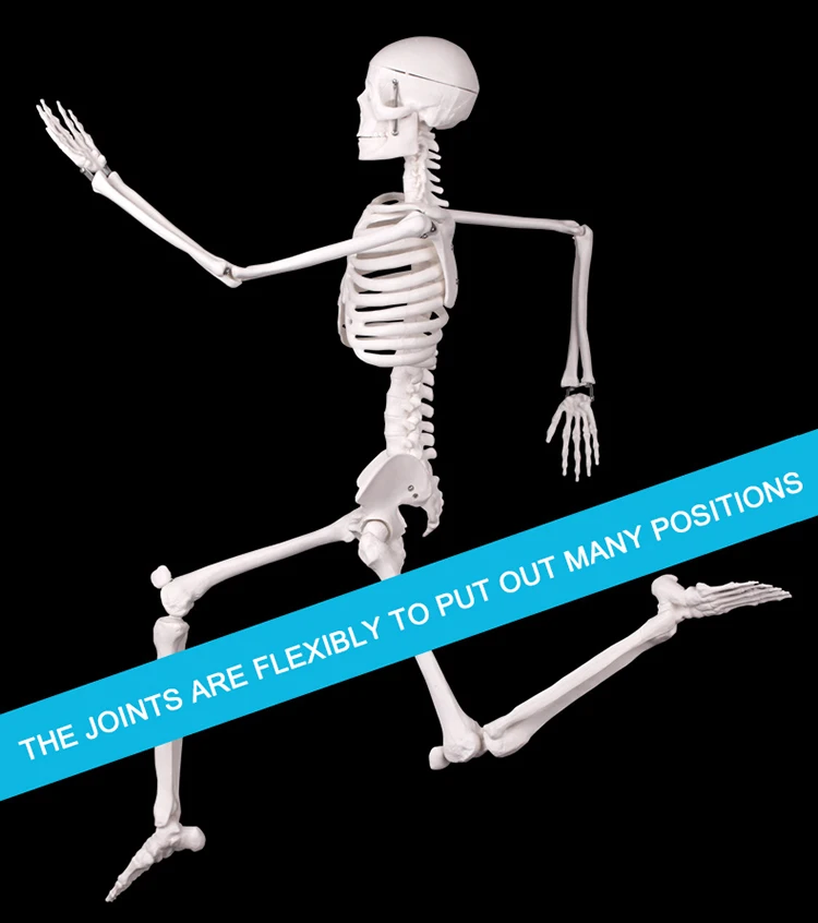 Shiny Skeleton - Plastic Model for Medical School Students