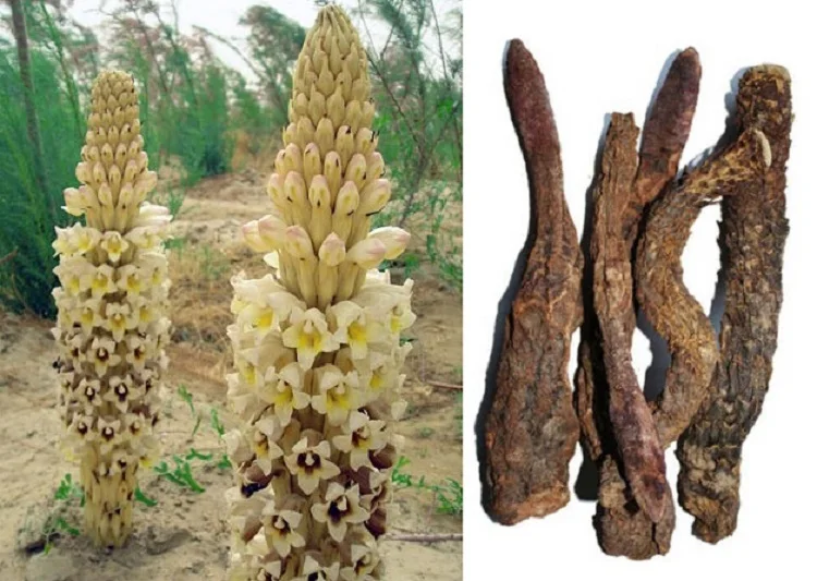 Hongda Factory Supply Organic Cistanche Extract Cistanche Tubulosa ...