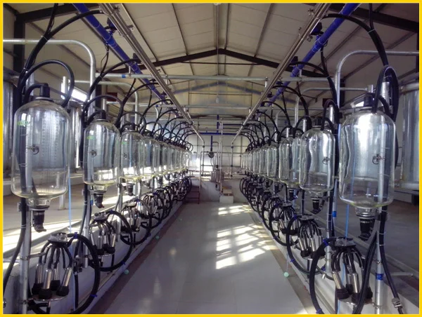 Herringbone Type High Quality Large Scale Milking Machine - Buy Milking ...