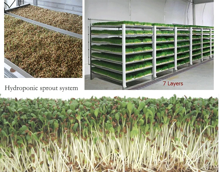 Good Price Greenhouse Hydroponics Fodder Plant Trays For Hydroponic ...