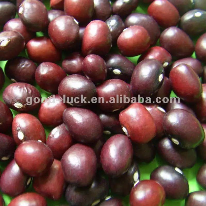 True Red Cranberry Pole Beans - Buy True Red Cranberry Pole Beans,Red ...