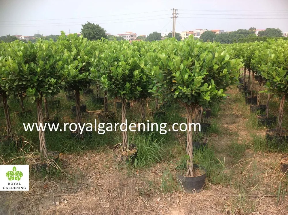 Ficus Panda Braided ( Twisted ) Nursery High 1.1m - Buy Ficus Panda ...