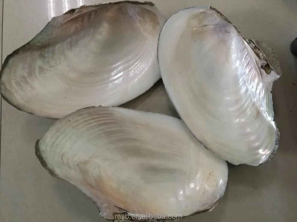 White Mother Of Pearl Farmed Freshwater Raw River Shell - Buy River ...