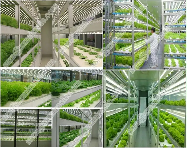 Hydroponics in Shipping Containers - Efficient Veggie Growth
