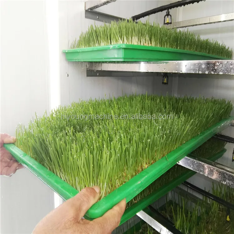 Large Capacity High Efficient Hydroponic Fodder Growing Systems For ...