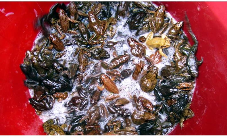 China Wholesale Oviductus Ranae Forest Frog Dry Chinese Forest Frog Oil ...