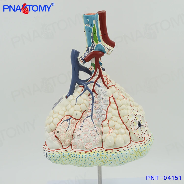 Human Body Model Magnified Pulmonary Alveoli Model Pnt-04151 - Buy ...