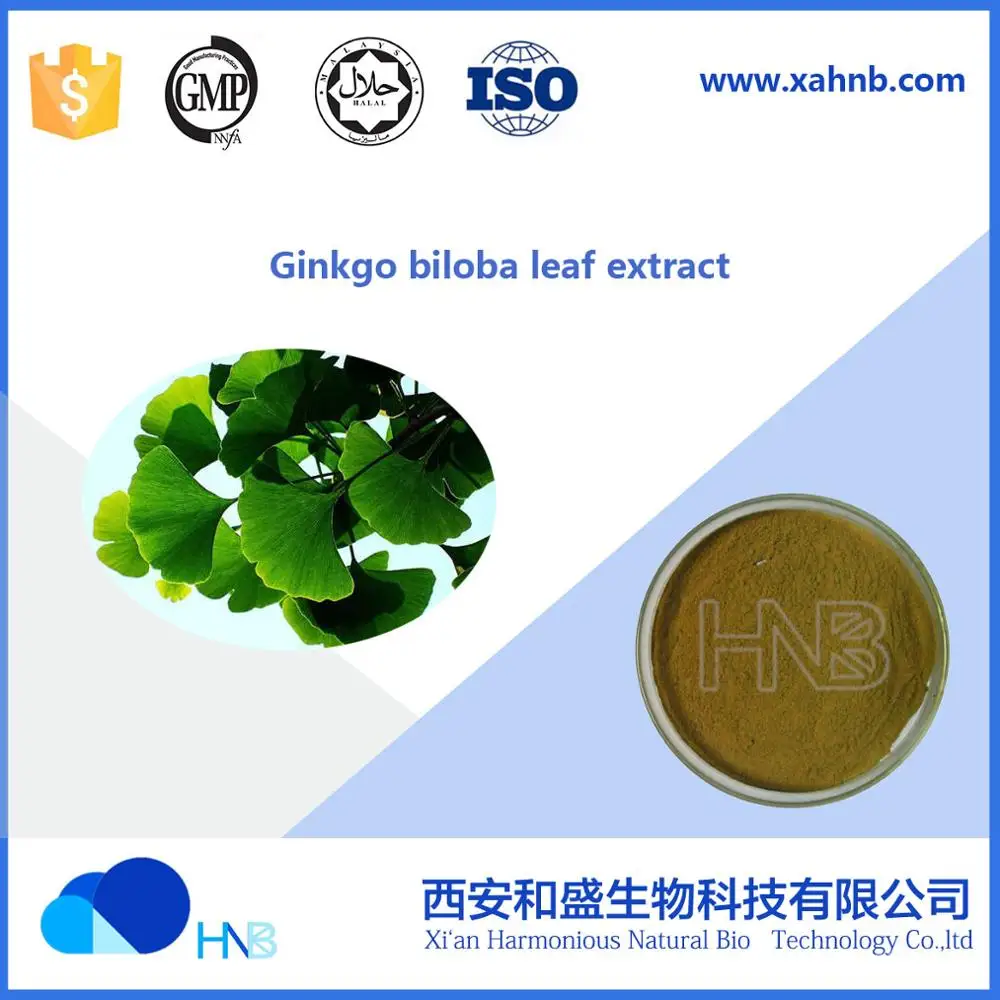 Natural Ginko Biloba Leaf Extract Gingko Biloba L Flavonoids: 24% ...