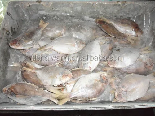 Frozen Butterfish In Fresh Seafood Pompano - Buy Butterfish,Psenopsis ...