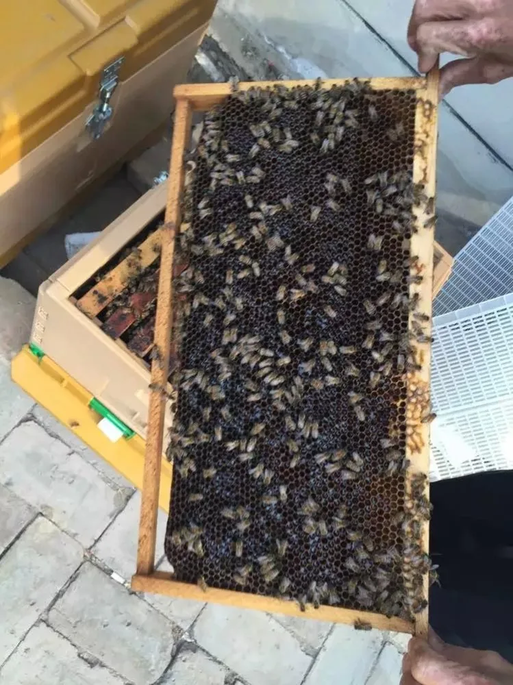 New Beekeeping Plastic Bee Hive With Honey Outflow Frame Chinese Bee ...