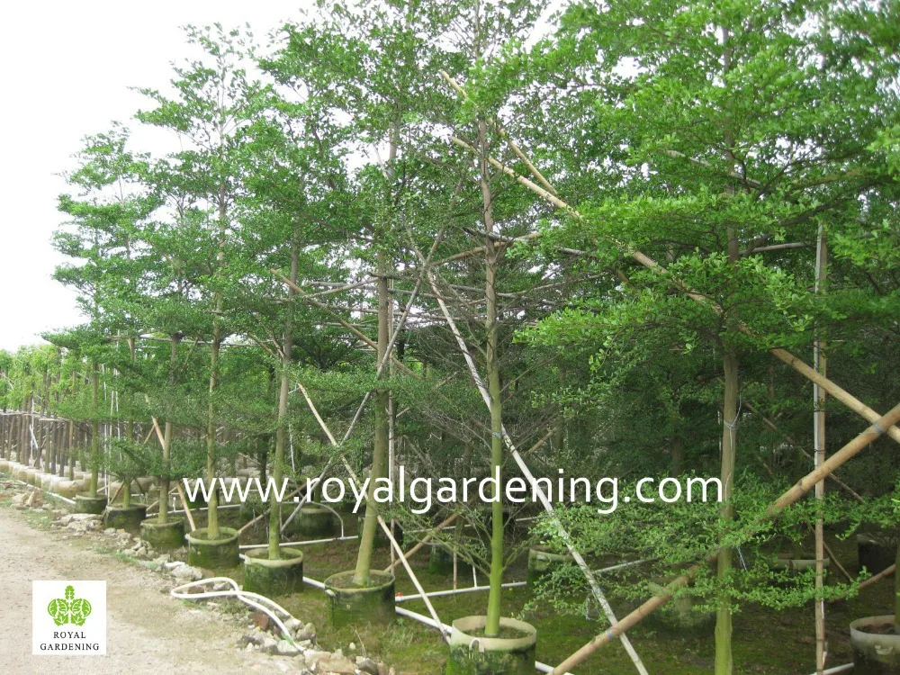 Terminalia Mantaly Tropical Trees High 4-9m,Dia 6-13cm - Buy Terminalia ...