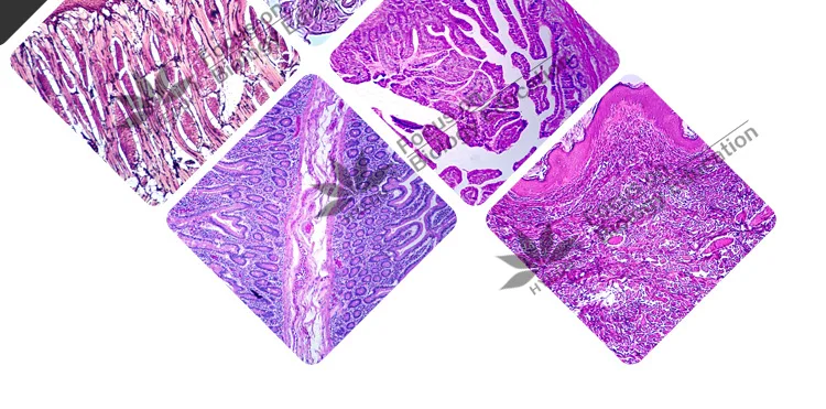 Fixed Set High Quality 100 Pcs General Medical Biology Slice Prepared ...