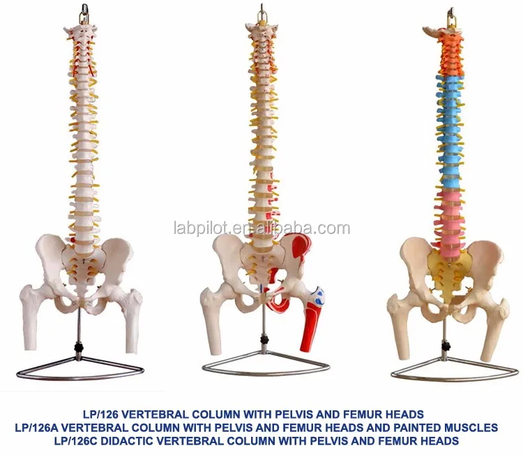 Nuevo Estilo Modelo De Lomo Humano Con Pelvis Y Músculos,Vertebra ...