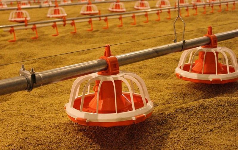 Automatic Chicken Feeding Pan System for Poultry Farms