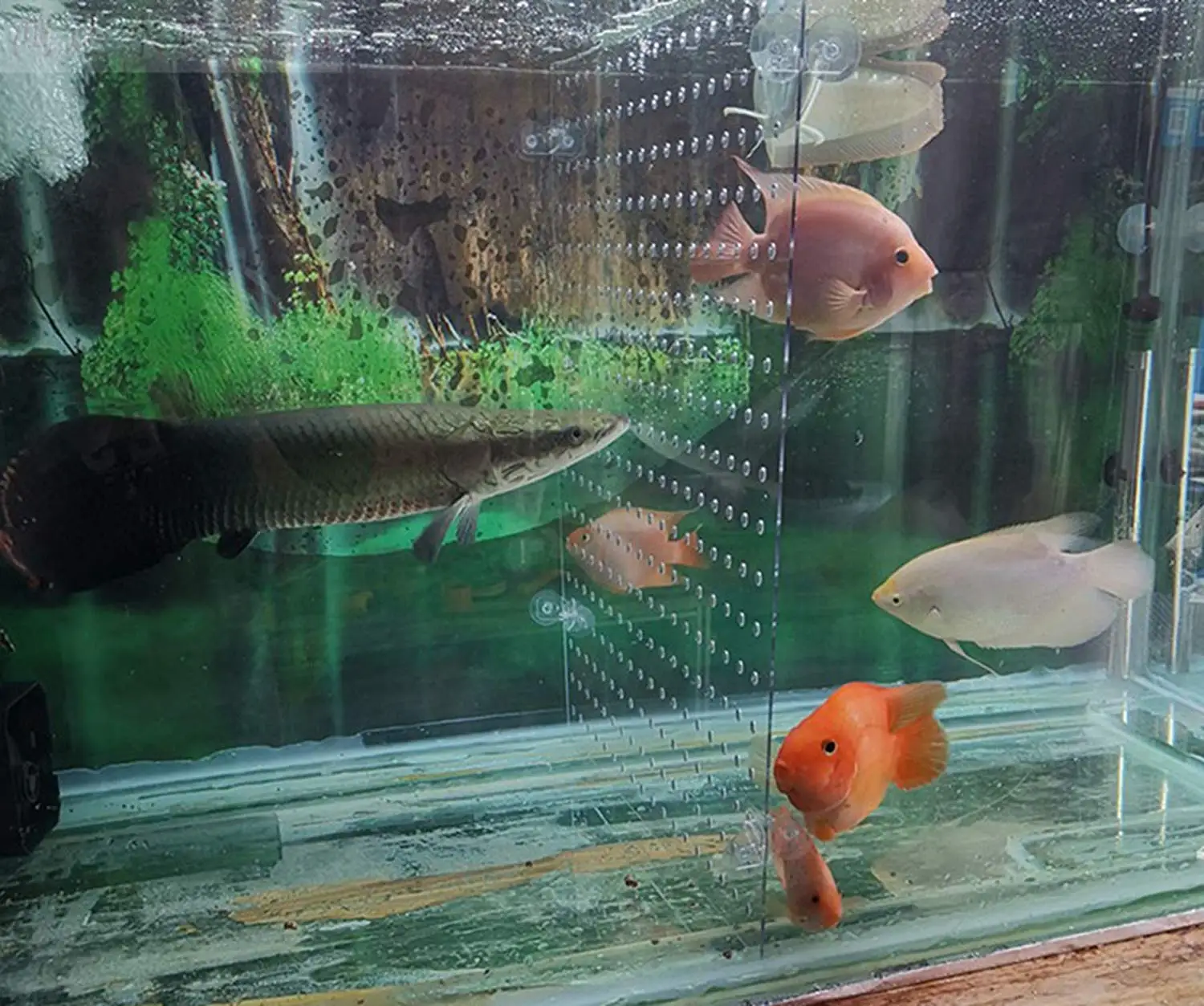 Aquarium Fish Tank Acrylic Divider 10/29/30/40/55/75/120 Gallon ...