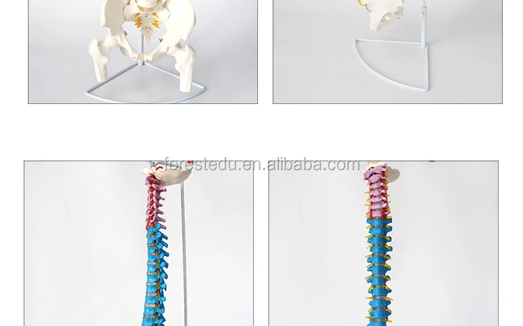 Human Skeleton Model - Flexible 3d Spine Anatomy For Education & Oem