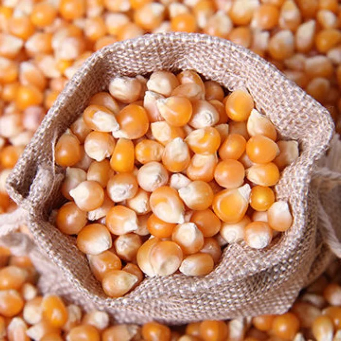 Mushroom Popcorn Kernels Wholesale Grain Dried Pop Yellow Corn Maize Corn Maize Animal Feed Seed ...