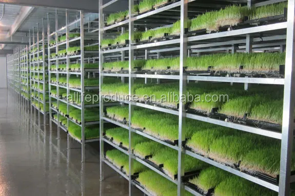 Large Plastic Water Trays Hydroponic Barley Fodder Systems For Seeds ...