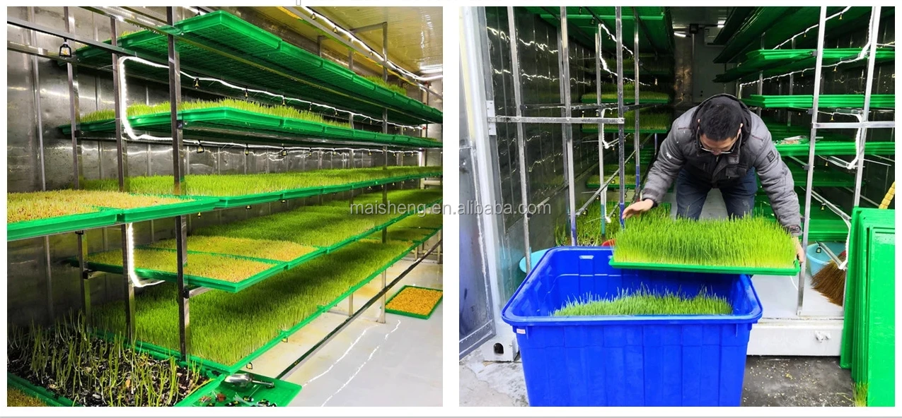 1000kg per day container type fodder hydroponics system/fodder grass ...