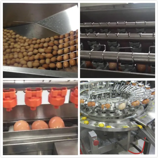 GT-EBL8000 Whole Egg Liquid Line Eggs Washing,Conveying and Breaking ...