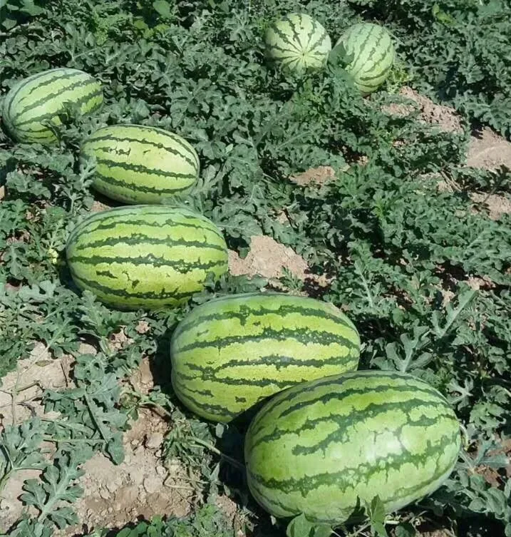Overlord Chinese Watermelon Hybrid Seed - Buy Watermelon Seed,Hybrid ...
