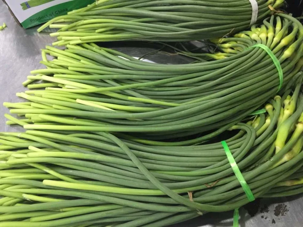 Fresh Garlic Sprout 2020/garlic Moss - Buy Wholesale Garlic Sprout ...