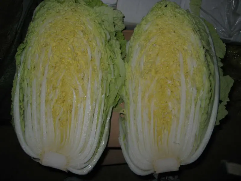 2018 Long White Chinese Cabbage From New Farm (shandong,Xiamen,Hebei ...