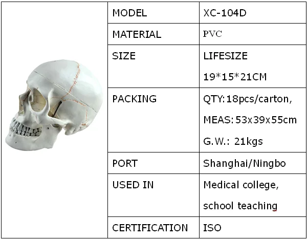 Life Size Plastic Human Skull For Sale - Buy Skull Model,Human Skull ...