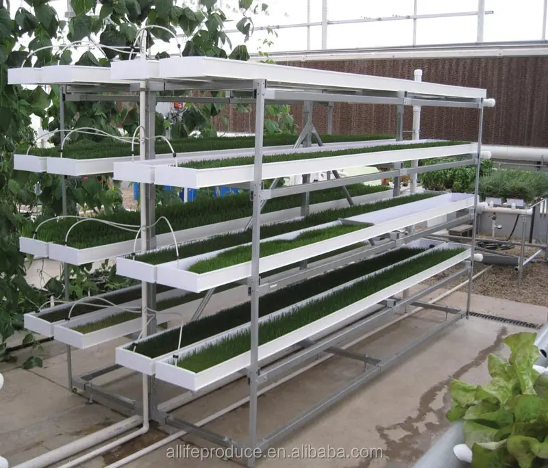 Automatic green hydroponic fodder machine for livestocks| Alibaba.com