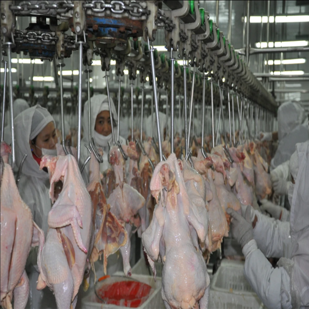 Semi-automatic Evisceration System For Chicken Poultry Processing Line ...