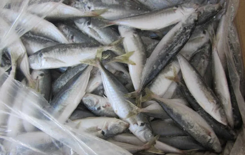 Frozen Scad Mackerel Round Scad Whole Round Fish Muroaji - Buy Scad ...