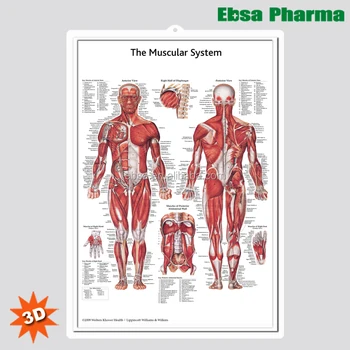 3d Medical Human Anatomy Wall Charts / Poster - The Muscular System ...