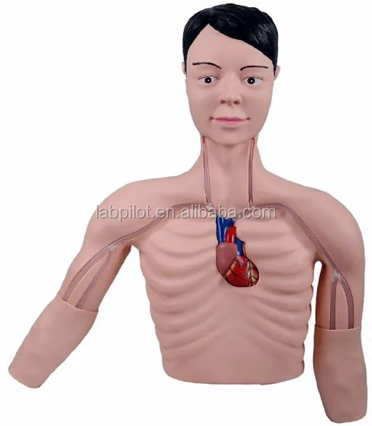 Peripherally Inserted Central Catheterization Picc Intervention ...