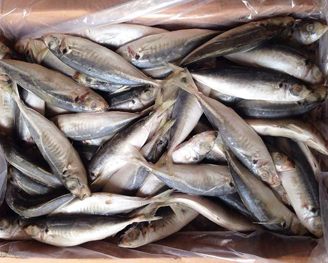 Seafoods And Frozen Food Round Scad Fish With 120pcs For Philippines ...