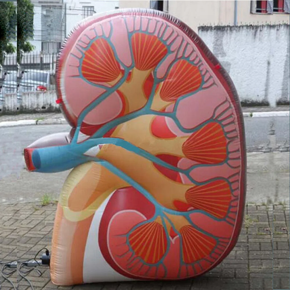 Outdoor Large Customized Inflatable Kidney Model For Education - Buy ...