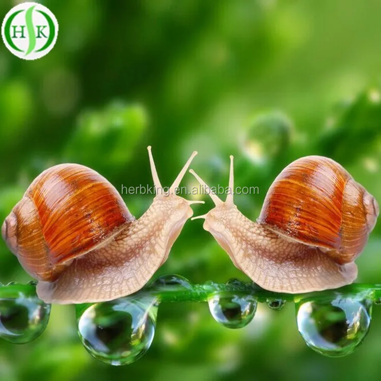 Top Grade Snail Slime Powder In Animal Extract - Buy Animal Extract ...