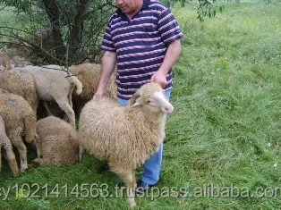 Cheap Sheep From Moldova - Karakul And Tsigai Sheep - Buy Alive Sheep ...