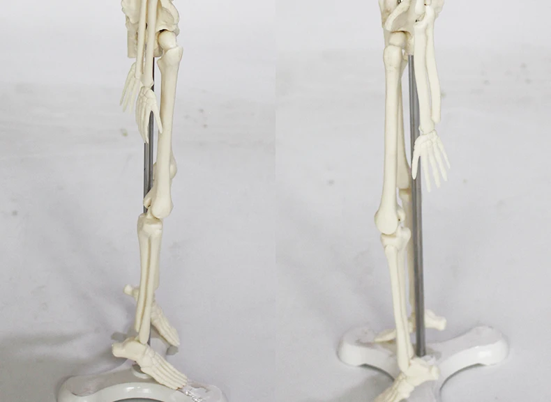 Medical Science Subject And Skeleton Model 45cm Mini Plastic Skeletons ...