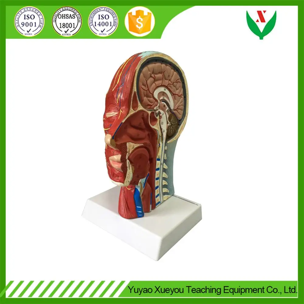 Head Sagittal Model / Anatomical Model| Alibaba.com