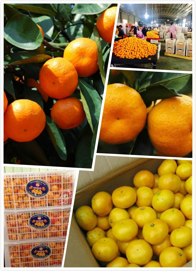 Mandarin Orange Export From Chinese Farm - Buy Mandarin Orange,Orange ...