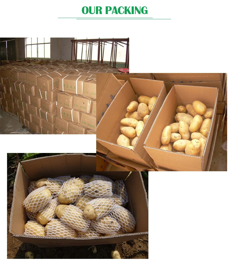 Fresh Potato Factory Fresh Russet Potato Wholesale Potatoes - Buy Fresh ...