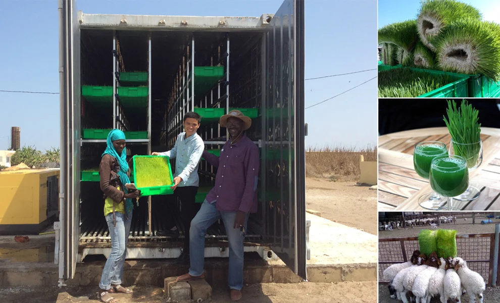 500kg per day automatic hydroponic fodder machine for dairy livestock ...