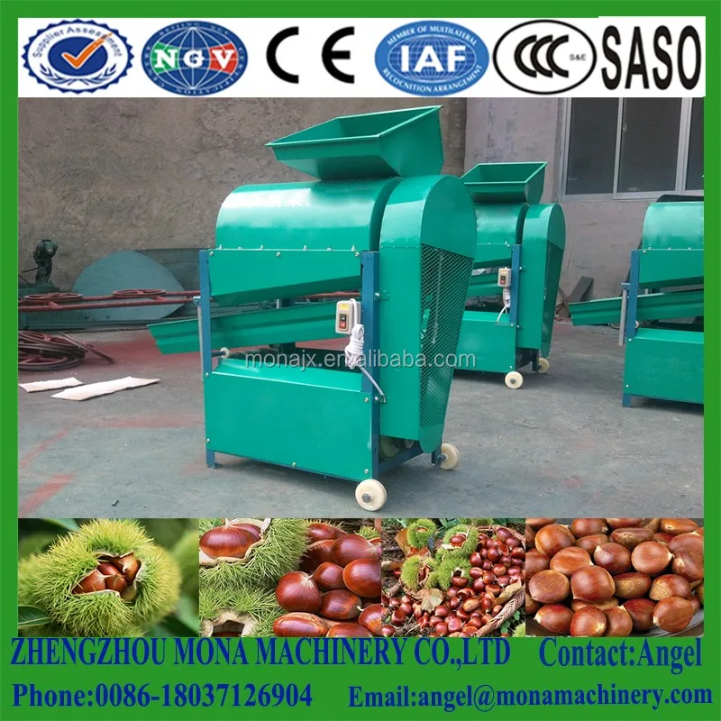 Fresh Green Castanea Mollissima Electric Raw Chestnut Opener For Sale ...