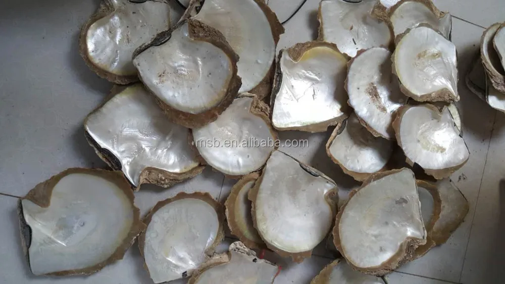 Shop High-Quality White Mop Shell Raw Sea Shells from China