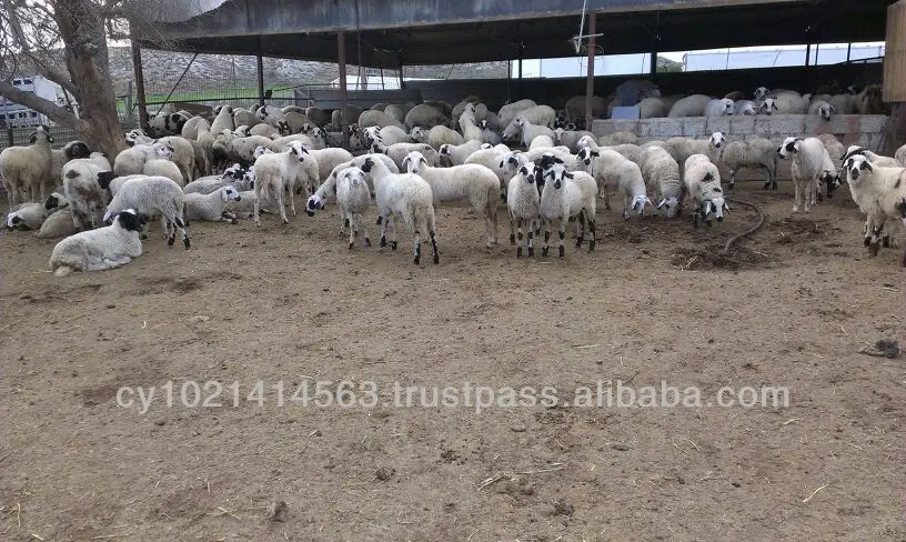 Chios sheep - Alchetron, The Free Social Encyclopedia