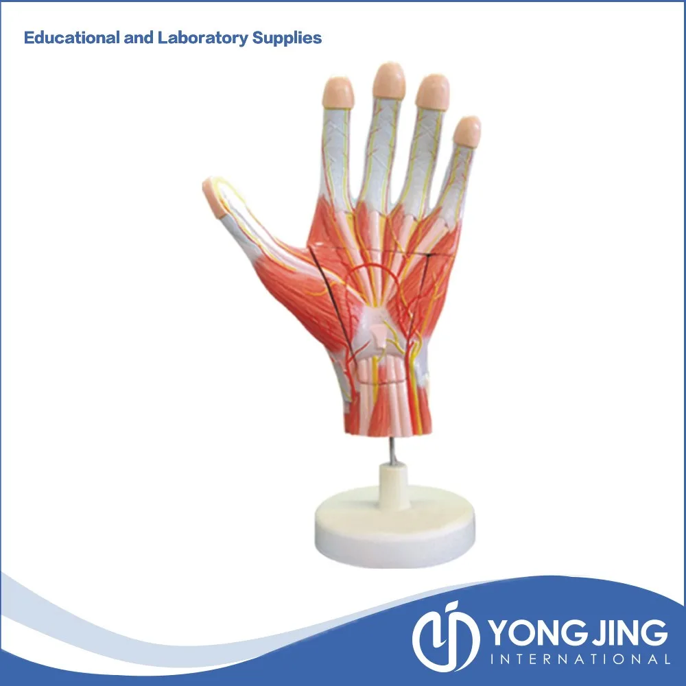 Human Hand Anatomical Model - 2x Life Size for Medical Science