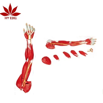 High Quality 3d Medical Human Arm Muscle Anatomy Model - Buy Anatomy ...