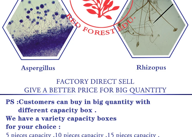 Fungi Microscope Prepared Slides - Penicillium & Aspergillus