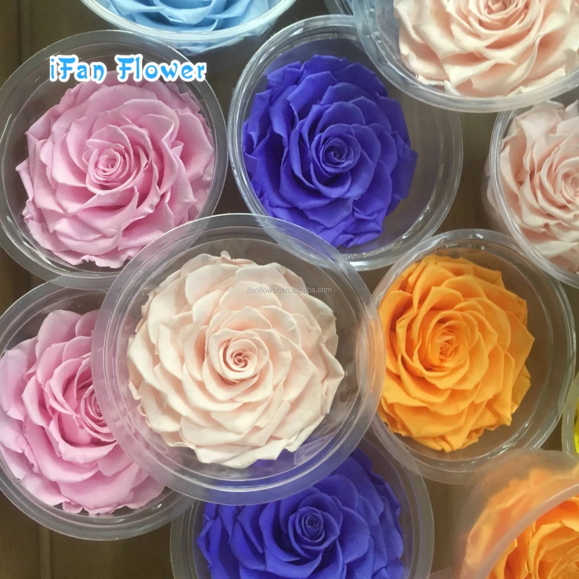 Fresh Pink Rose Flower Preserved Roses 20 Colors Available Cut Flowers ...