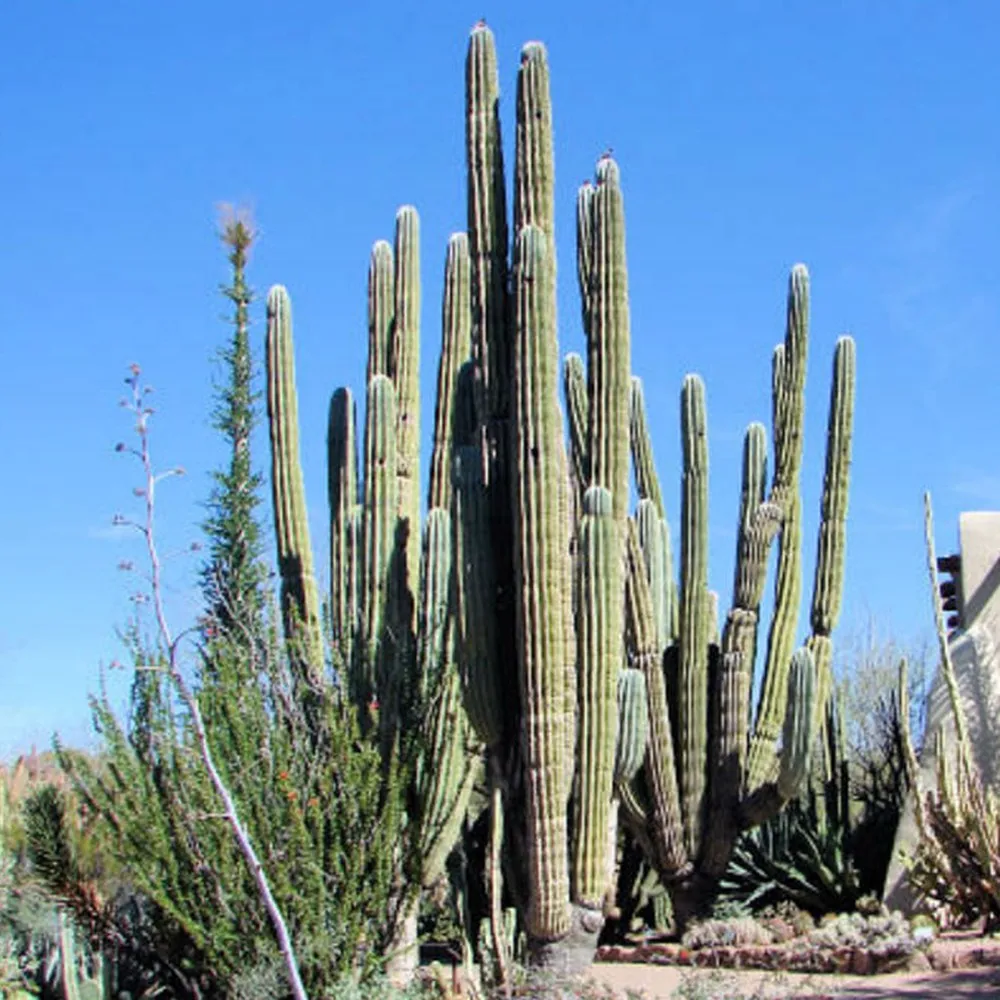 cactusplant-千图网